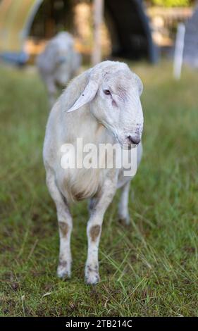 White Katahdin sheep ram that is large and fully grown standing on a ...