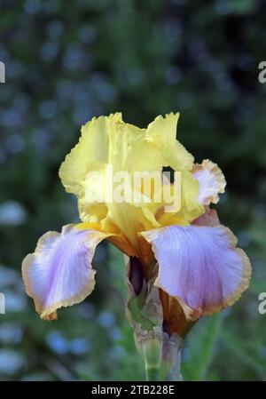 Iris germanica Bearded Iris Cultivar Edith Wolford Plant in Flower ...