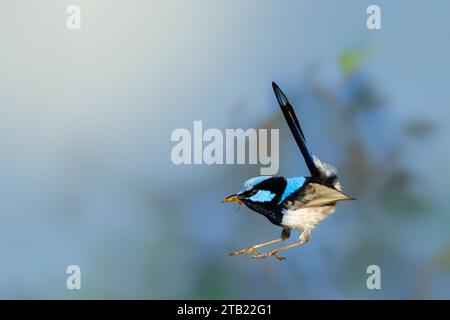 Blue Wren in Flight with Insect in Beak Stock Photo - Alamy