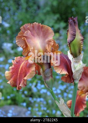 Iris germanica Bearded Iris cultivar Carnival Time Plant in Flower ...