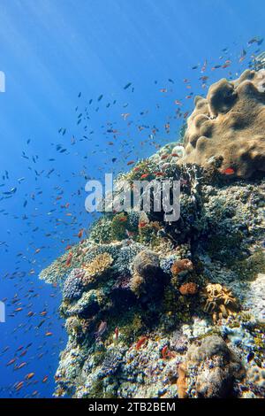 Indonesia Alor Island - Ternate - Marine life Coral reef with tropical ...