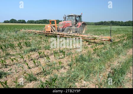 Presentation of a mechanical weeder or pruner for mechanical weeding in ...