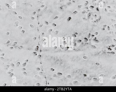 Tierspuren im Winter 04122023 - Tierspuren im Schnee. Arnstadt G2 CATL ...