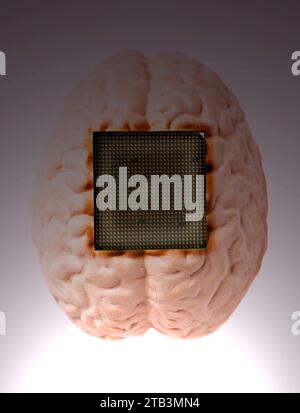 Human brain anatomical model with CPU processor microchip on gray background Stock Photo - Alamy