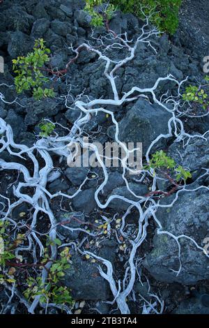 greenleaf manzanita (Arctostaphylos patula Stock Photo - Alamy