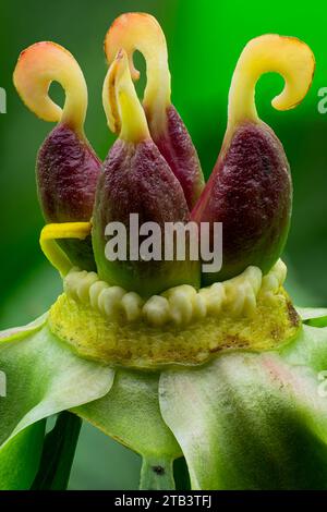 Peony carpels, natural crown. surreal landscape. amazing nature Stock ...