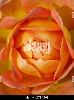 Close up shot of the petals of a David Austin orange rose flower called ...