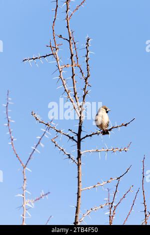 Photo of Sociable weaver birds in Namibia Stock Photo - Alamy