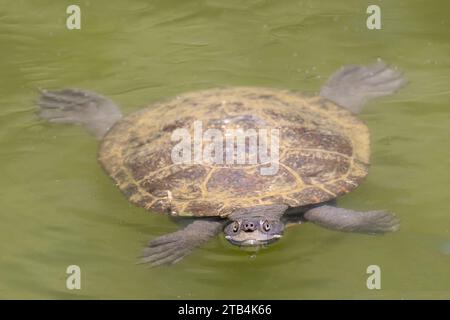 Captive Australian Hunter River Turtle Stock Photo - Alamy