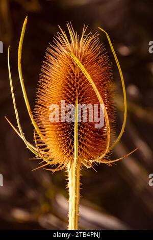 Crisp plant portrait of stately Teasel, Dipsacus, showing pattern and ...