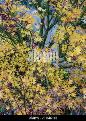 Delightful Acer Palmatum ‘Okushimo’ (Japanese maple). Natural close up ...