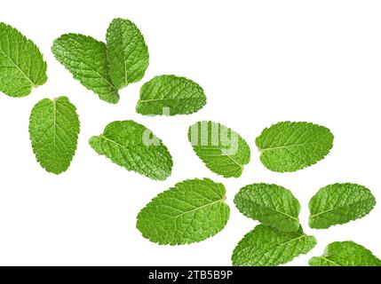 Fresh mint leaves flying on white background Stock Photo - Alamy