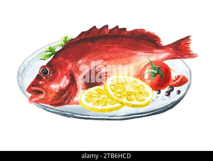 Fresh fish Red sea perch (or bigeye fish), seafood. Hand drawn ...