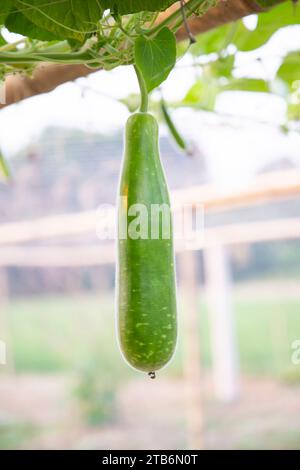 Green Bottle guard hanging on the garden tree branch with the blurry ...
