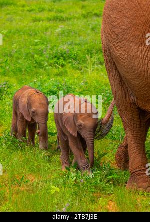 Rare elephant twins babies with their mother, Samburu County, Samburu National Reserve, Kenya ...