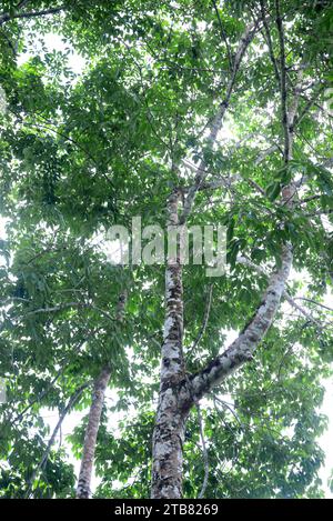 Copoazu or cacao blanco (Theobroma grandiflorum) is a tree native to ...