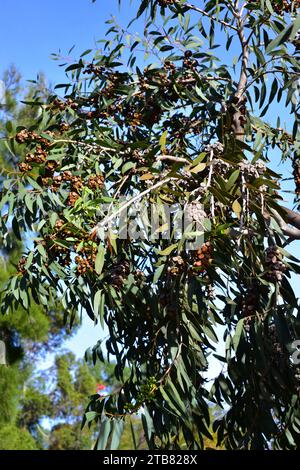 Soap mallee (Eucalyptus diversifolia) is a tree native to south ...