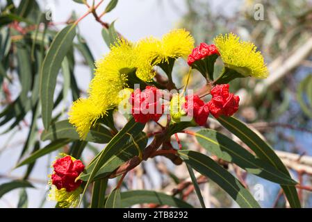 Red-capped gum (Eucalyptus erythrocoris) is a small tree endemic to ...