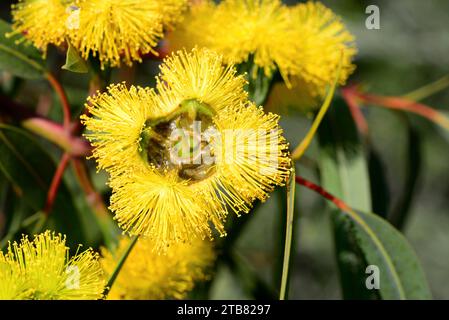 Red-capped gum (Eucalyptus erythrocoris) is a small tree endemic to ...