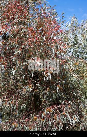 Coral gum or Coolgardie gum (Eucalyptus torquata) is a small tree ...