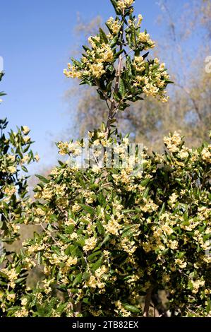 Boldo (Peumus boldus) is a tree endemic to Chile. Its leaves are used ...