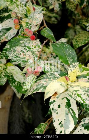 Ficus aspera - variegated clown fig Stock Photo - Alamy