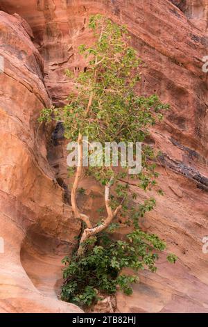 Wild fig (Ficus palmata) is a shrub native to western Asia and nortu ...