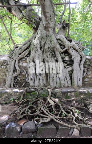 Warka (Ficus vasta or Ficus socotrana) is an epiphyte tree native to ...