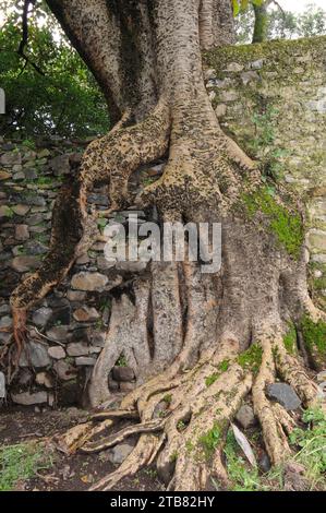 warka tree (ficus vasta) in ethiopia Stock Photo - Alamy