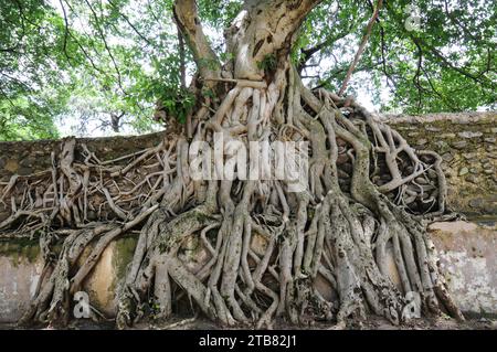 warka tree (ficus vasta) in ethiopia Stock Photo - Alamy