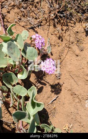 Pink Sand Verbena (Abronia umbellata Stock Photo - Alamy