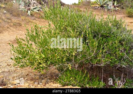 Wild olive (Olea europaea sylvestris or Olea europaea oleaster) is a ...