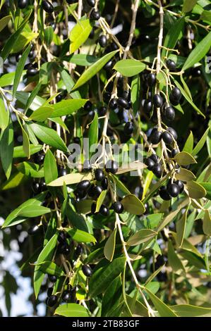Wild olive (Olea europaea sylvestris or Olea europaea oleaster) is a ...