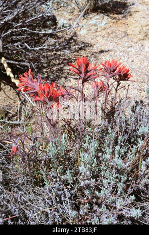 Desert Paintbrush flowers in Joshua Tree National Park, California in ...