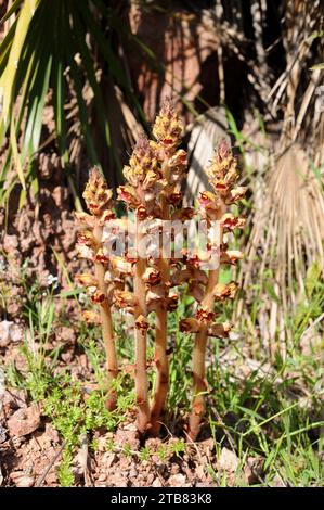 Slender broomrape (Orobanche gracilis or Orobanche cruenta) is a ...