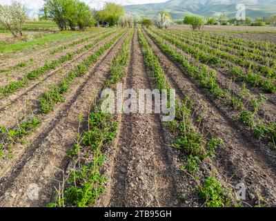 Aerial view of unripe raspberry fields Stock Photo - Alamy