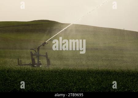 Closeup of Guns Sprinkler Irrigation System Watering Wheat Field Stock ...