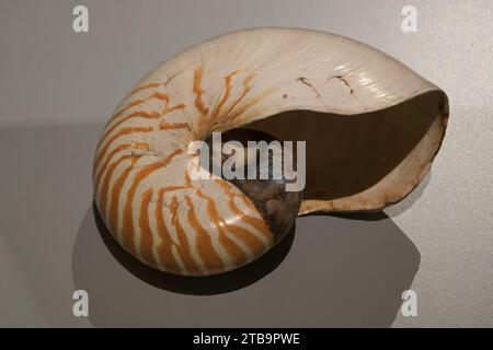 shell snail ancient animal fossil beautiful cephalopod paleontology ...
