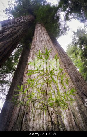 Redwood trees with new small gowth of another tree. Redwood National ...