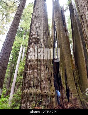 Man explores the inside of a giant Redwood in Redwood National Forest ...