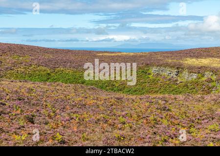 Knocknarea mountain vegetation with ocean in background, Grange North ...