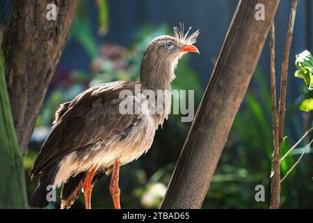Red-legged Seriema bird (Cariama cristata Stock Photo - Alamy