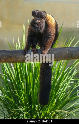 Uta Hick's bearded saki (Chiropotes utahickae), resting on a branch ...