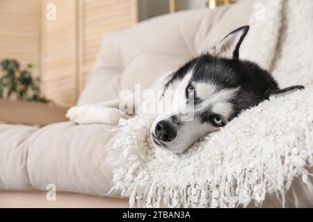 Adorable Husky dog on sofa at home Stock Photo - Alamy
