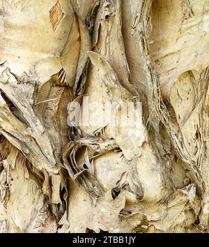 abstract texture of a surface tree like background grain Stock Photo ...