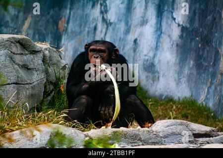 Chimpanzee eating a leaf, Pan troglodytes Stock Photo - Alamy