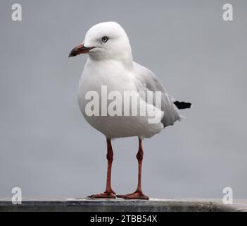 A closeup of a Seagull near the sea on the sandy beach Stock Photo - Alamy
