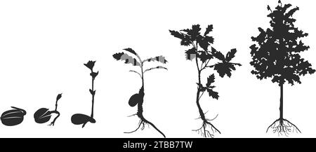 Life cycle of oak tree, Life cycle of oak tree silhouette, Cycle of ...