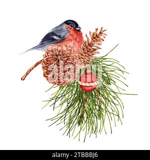green spruce branch with cones and bullfinch. watercolor isolated on ...