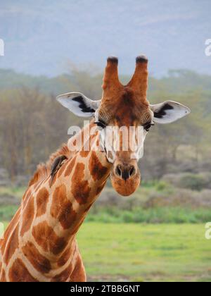 Camel tail close up. The camel is standing, waving its tail. Back view ...